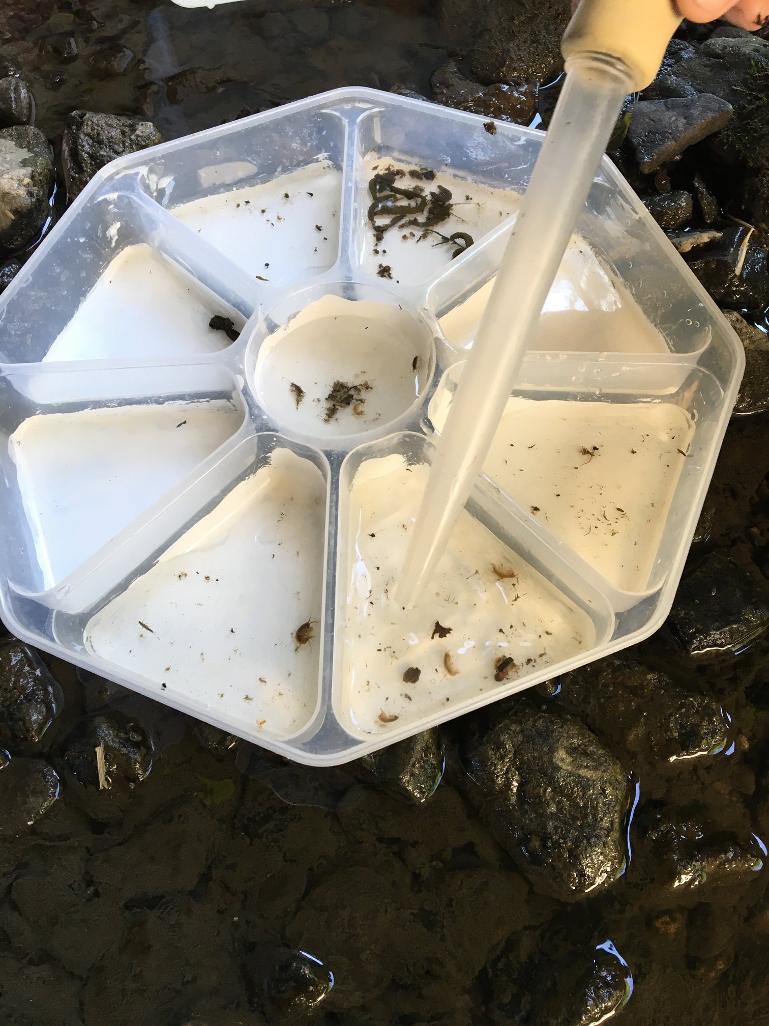 September Kick Sample | The River Cale - Wincanton